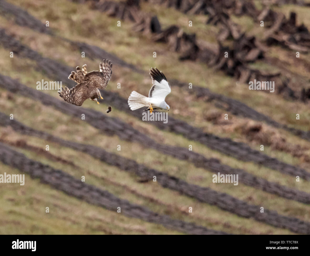 Hen harriers passing food hi-res stock photography and images - Alamy