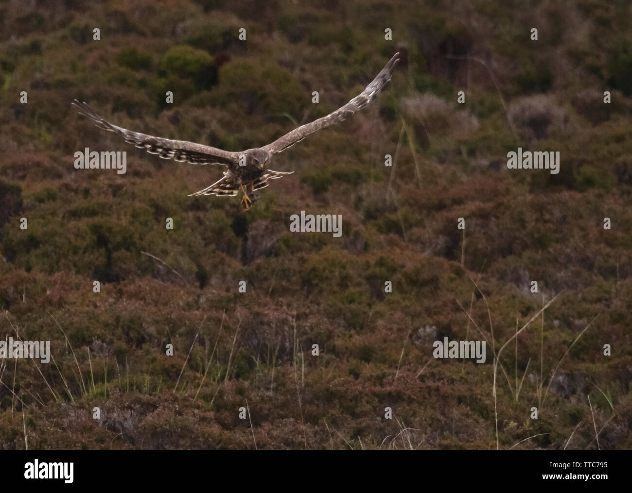 Female Hen Harrier (Circus cyaneus) returning to nest with prey in it's ...