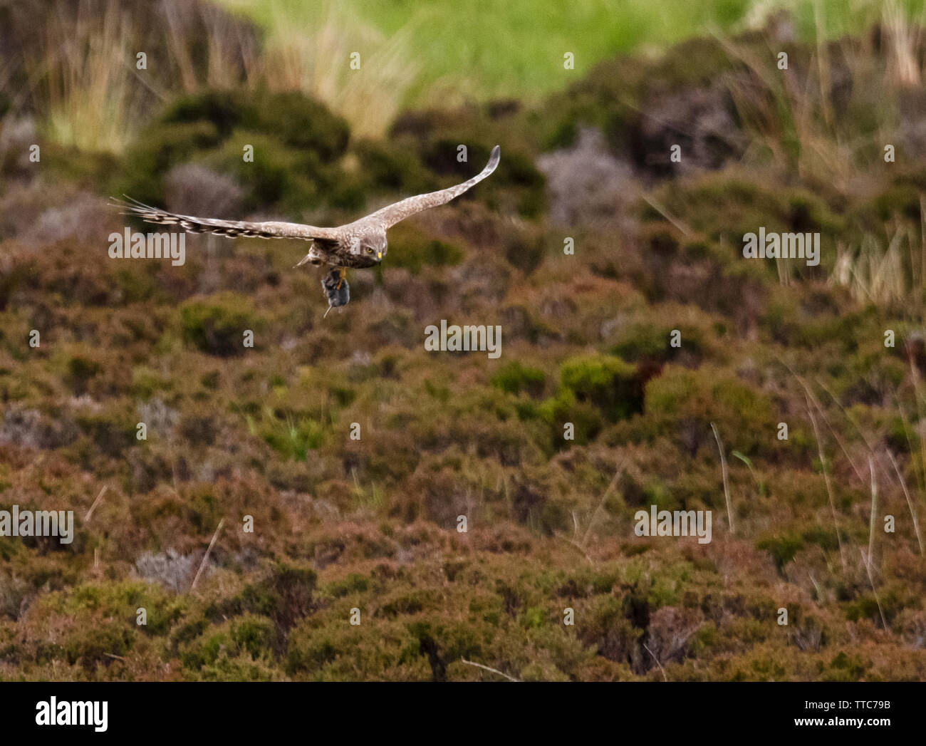 Female Hen Harrier (Circus cyaneus) returning to nest with prey in it's ...