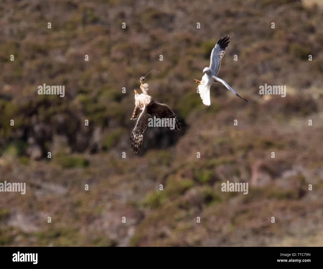 Heather vole hi-res stock photography and images - Alamy
