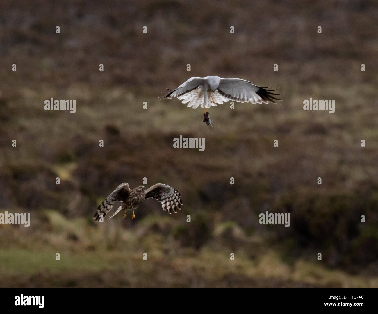 Female hen harrier uk hi-res stock photography and images - Alamy