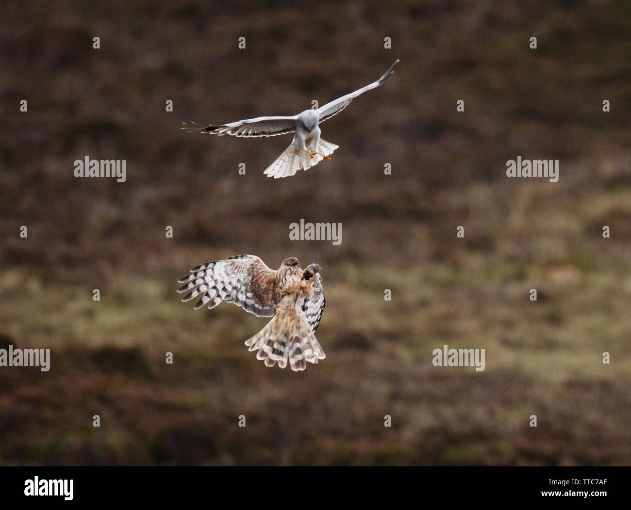 Hen harriers passing hi-res stock photography and images - Alamy