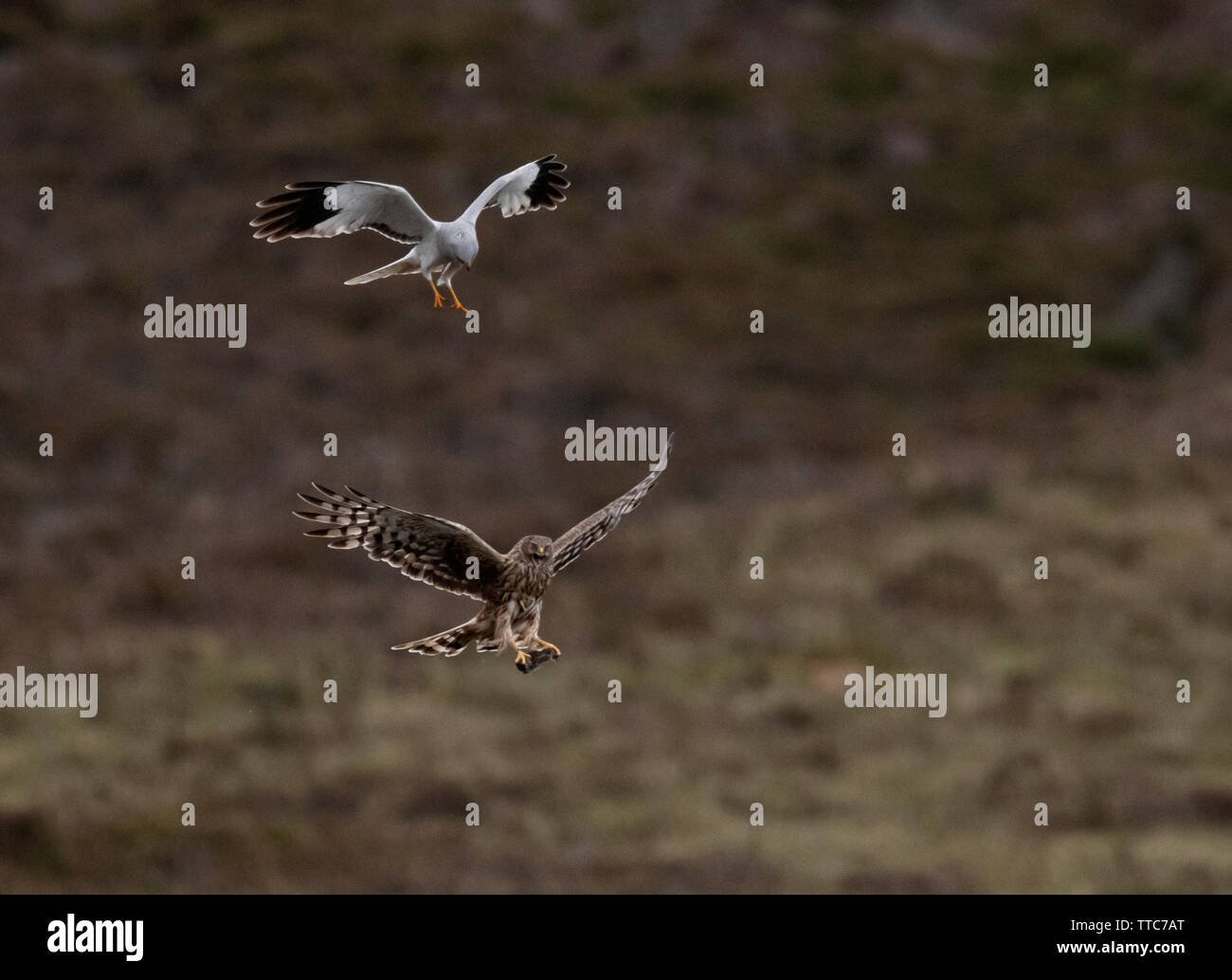 A pair of Hen Harriers (Circus cyaneus) perform a dramatic food pass ...