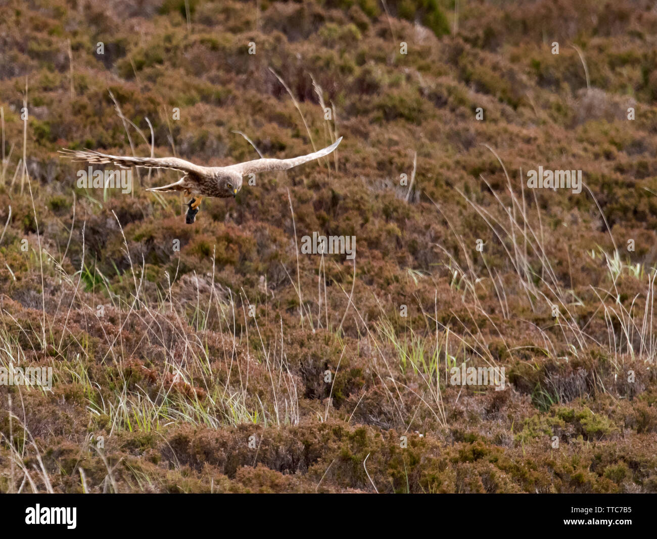 Female Hen Harrier (Circus cyaneus) returning to nest with prey in it's ...