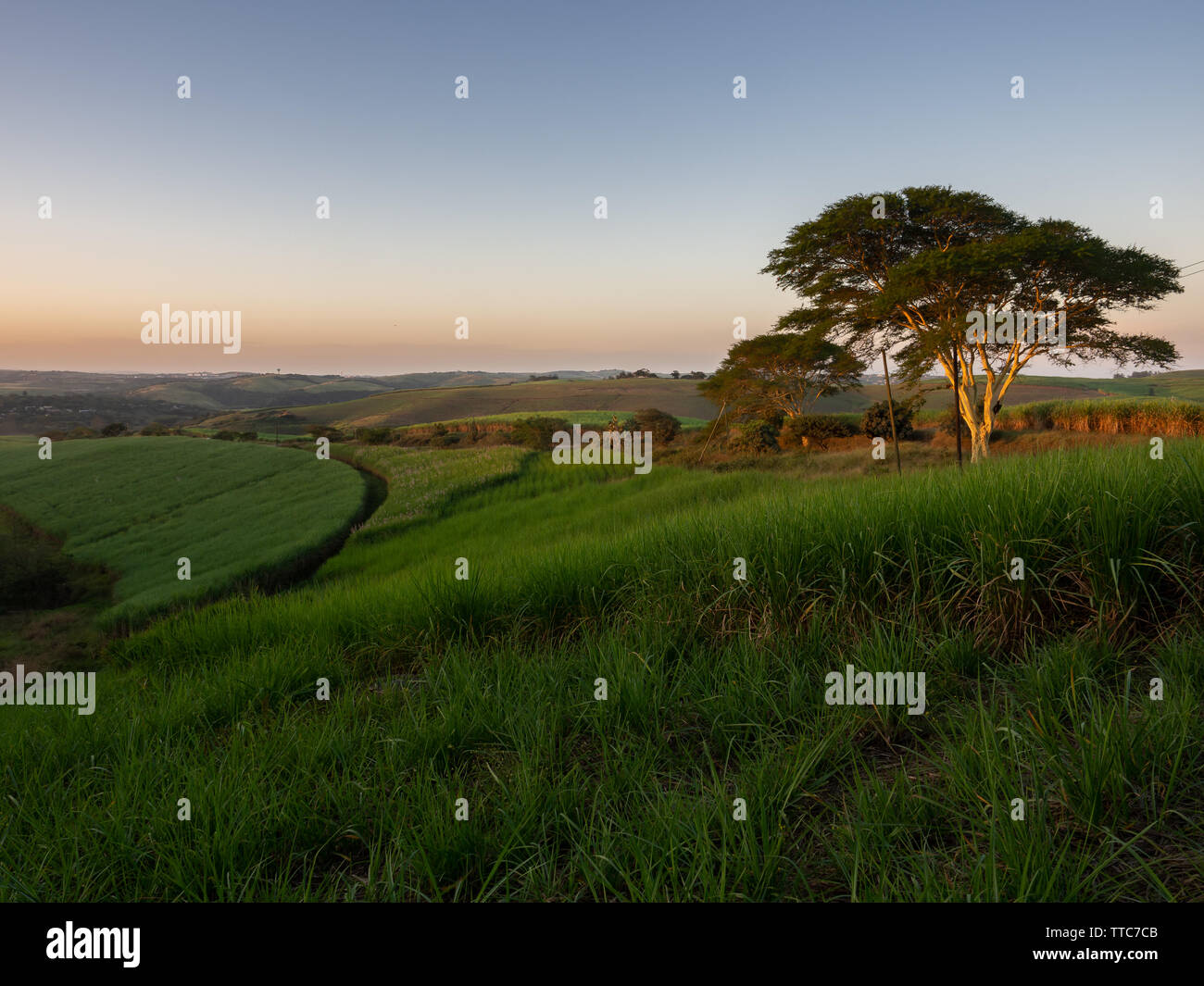 Durban grass hi-res stock photography and images - Alamy