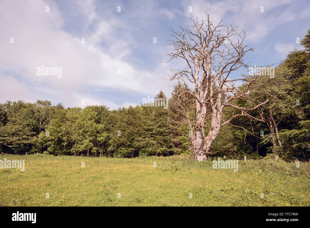 Dead oak tree (Quercus robur) standing in field with forest in ...