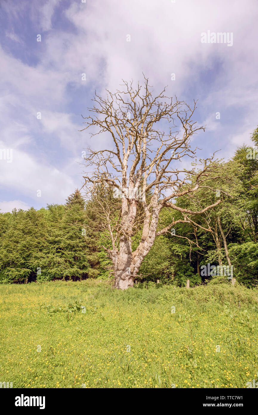 Dead oak tree (Quercus robur) standing in field with forest in ...