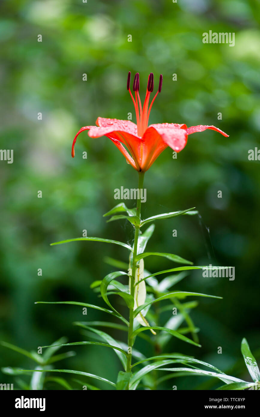 Daylilly garden hi-res stock photography and images - Alamy