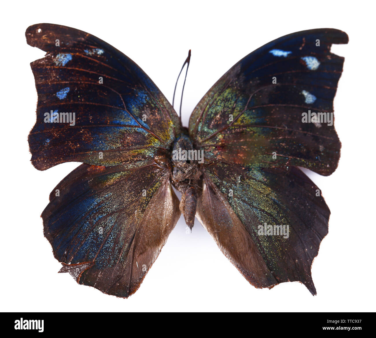 Colorful butterfly isolated on white Stock Photo - Alamy