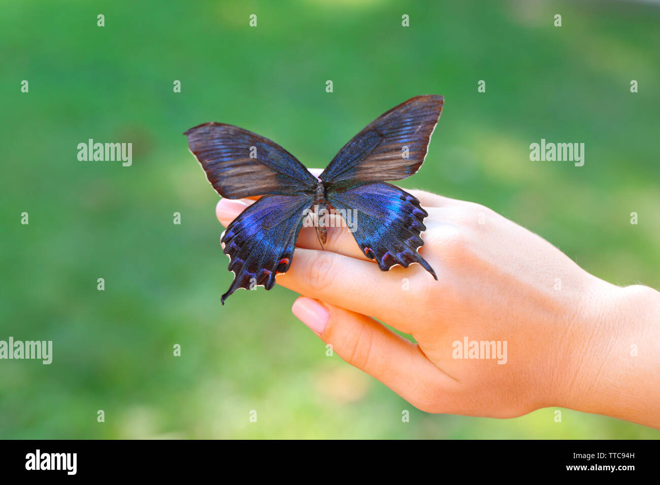 Colorful butterfly in female hand, close-up Stock Photo - Alamy