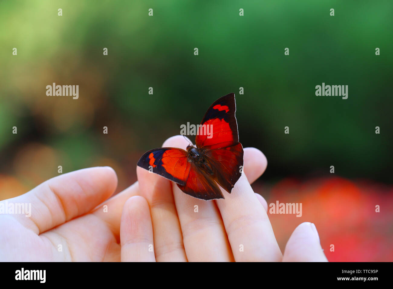 Colorful butterfly in female hand, close-up Stock Photo - Alamy