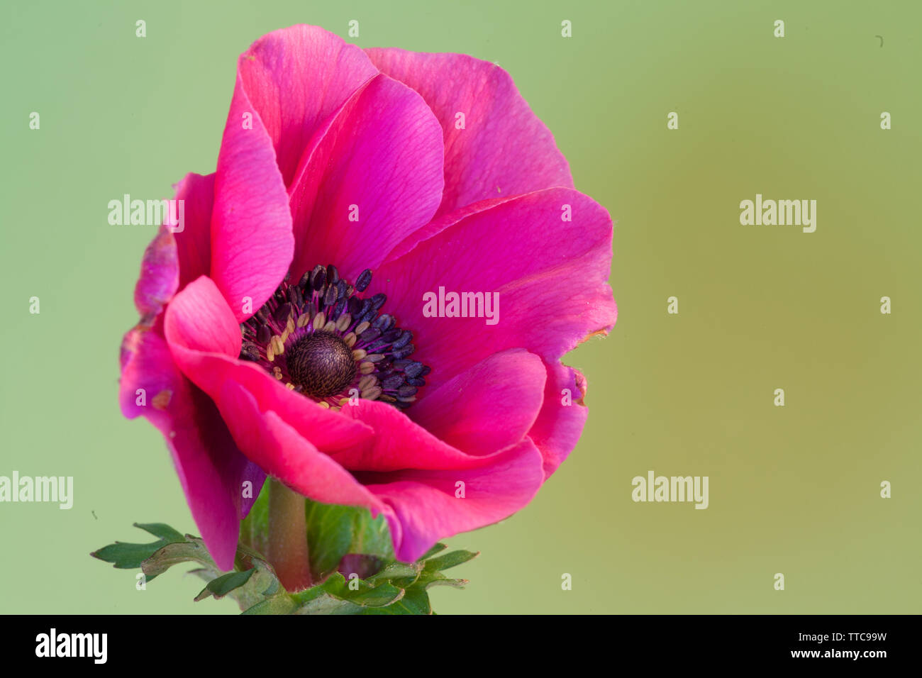 Bloom of the anemone hi-res stock photography and images - Alamy