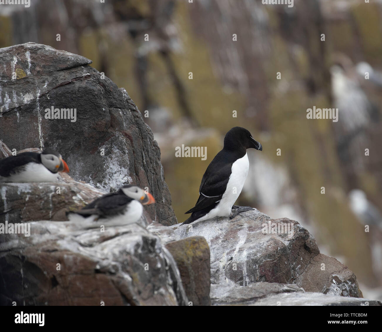A razorbill and two puffins on the Farne Islands Stock Photo - Alamy