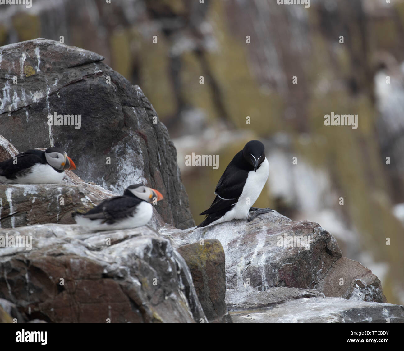 A razorbill and two puffins on the Farne Islands Stock Photo - Alamy