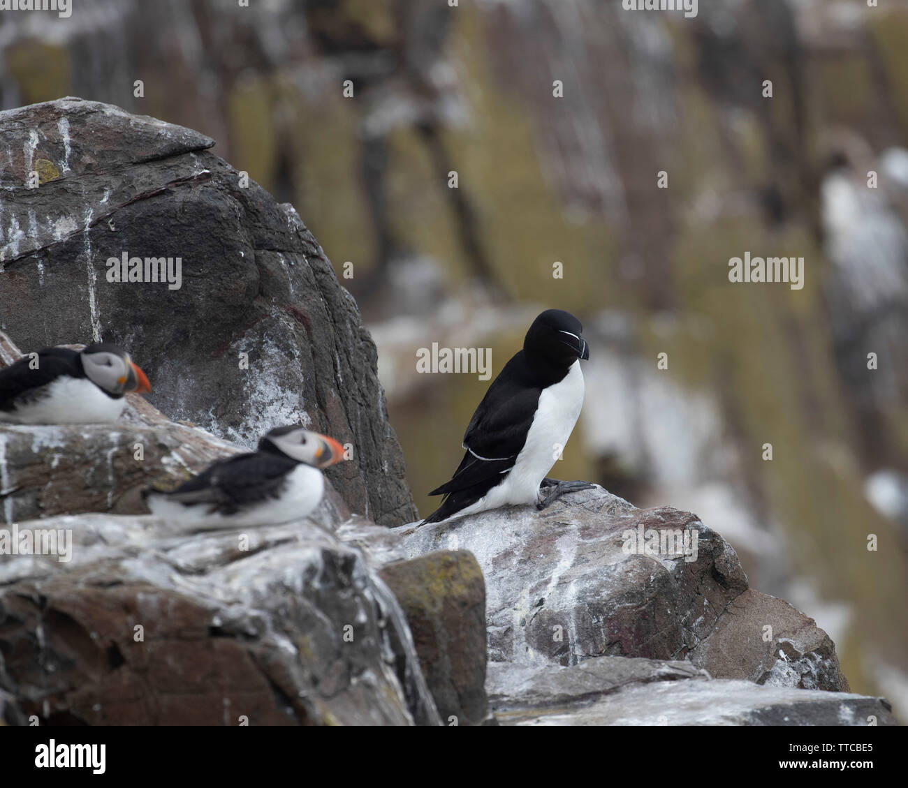 A razorbill and two puffins on the Farne Islands Stock Photo - Alamy