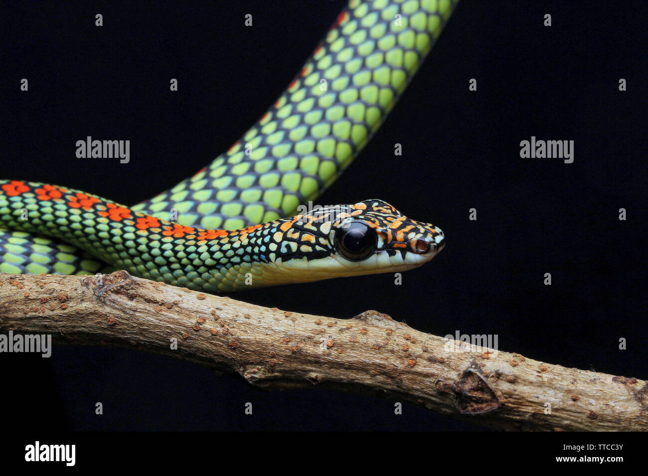 Beautiful Paradise Flying Snake Stock Photo - Alamy