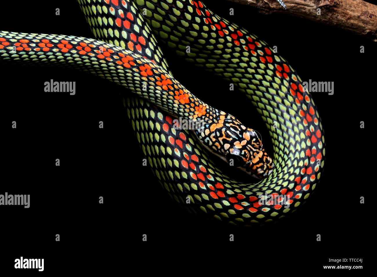 Beautiful Paradise Flying Snake Stock Photo - Alamy