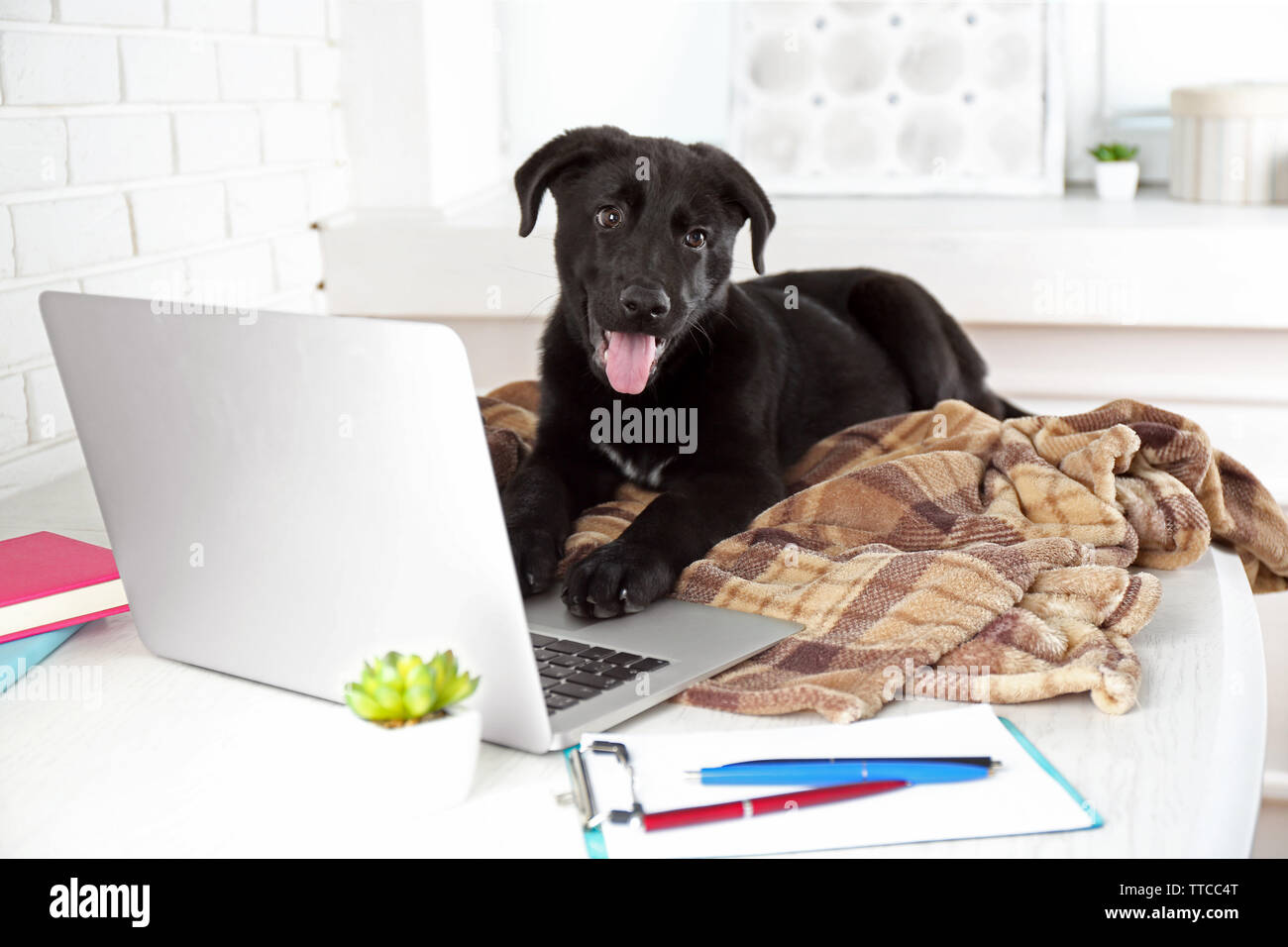 Clever young black Labrador retriever on the office table Stock Photo ...