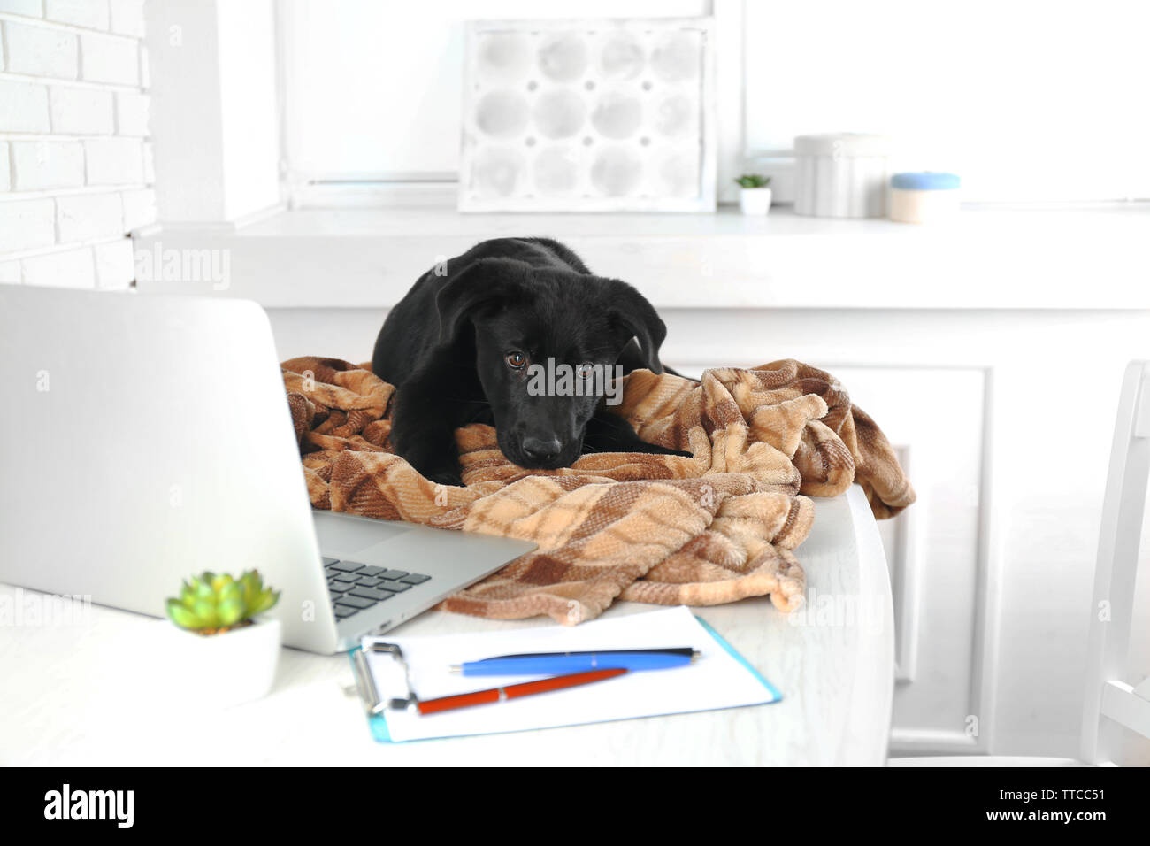 Clever young black Labrador retriever on the office table Stock Photo ...
