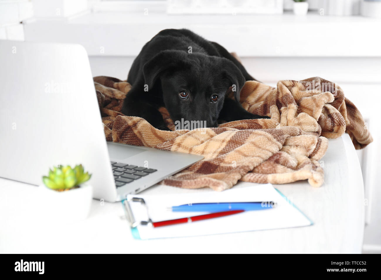 Clever young black Labrador retriever on the office table Stock Photo ...