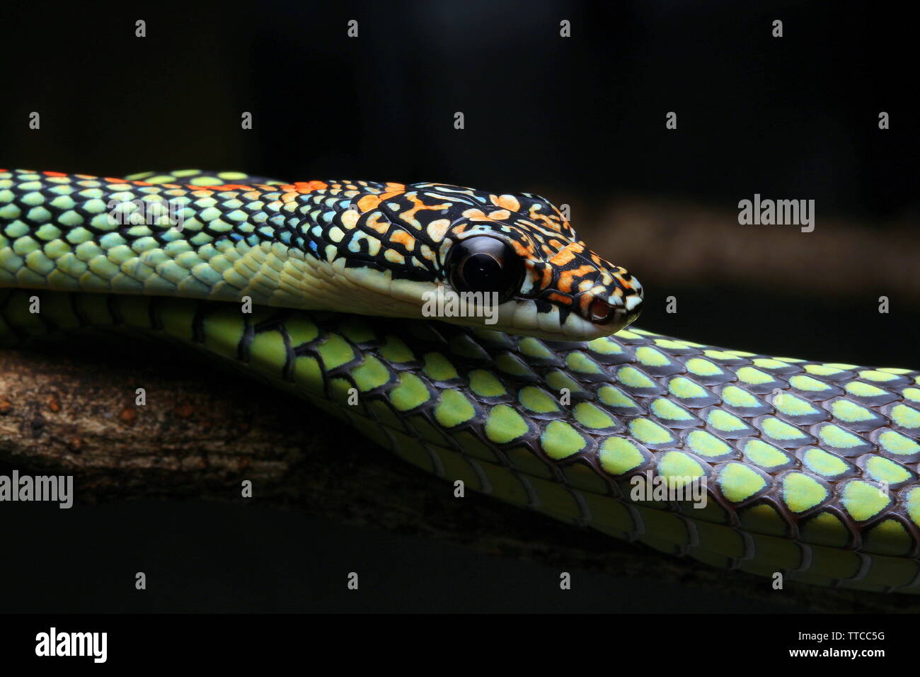 Beautiful Paradise Flying Snake Stock Photo - Alamy