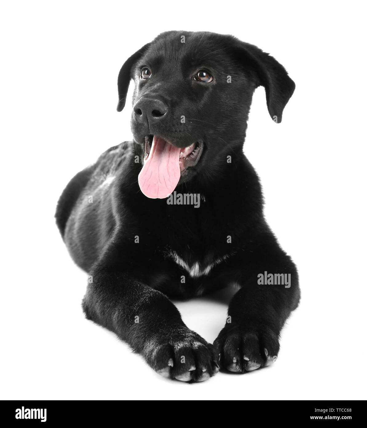 Adorable young black Labrador lying on white background Stock Photo - Alamy