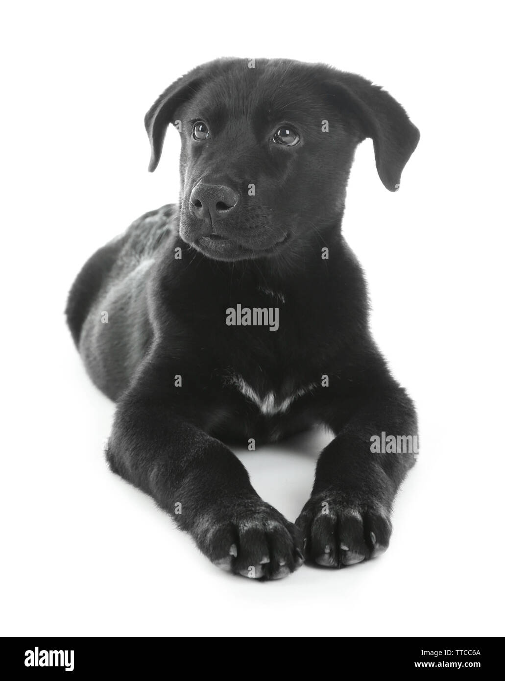 Adorable young black Labrador lying on white background Stock Photo - Alamy