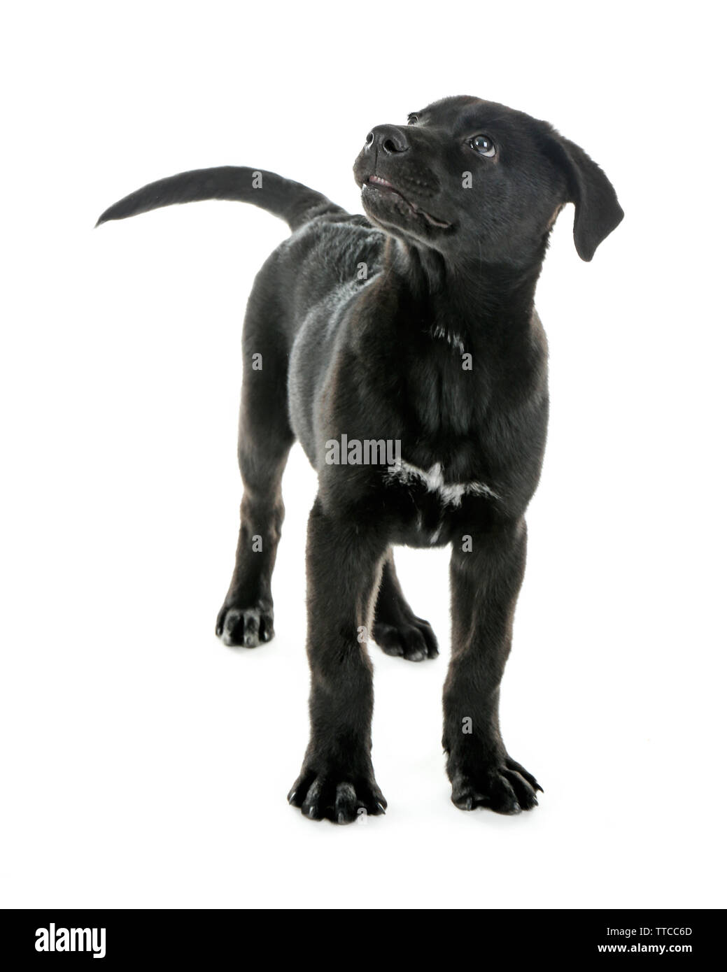 Funny young black Labrador standing on white background Stock Photo - Alamy