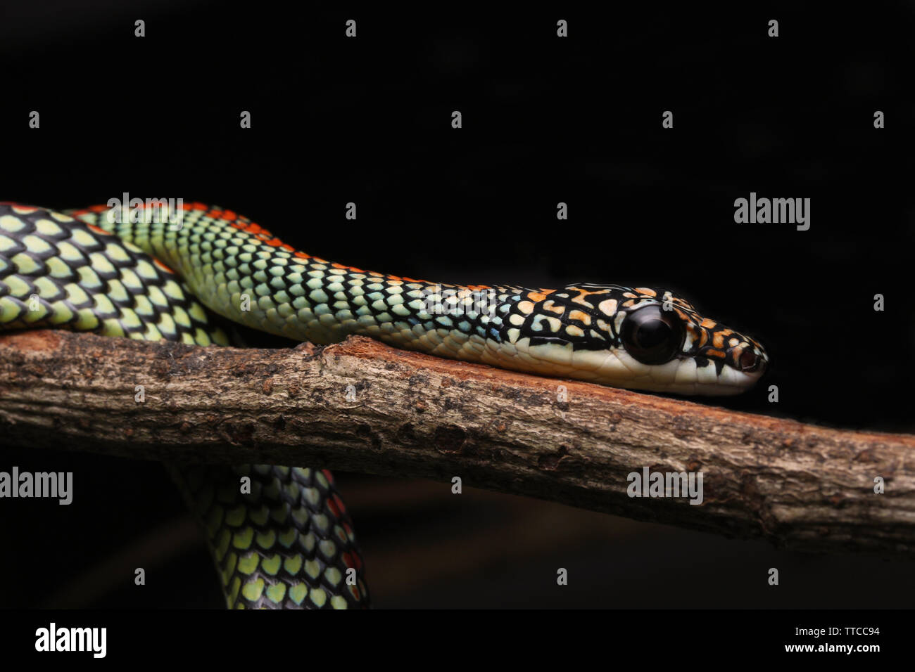 Beautiful Paradise Flying Snake Stock Photo - Alamy