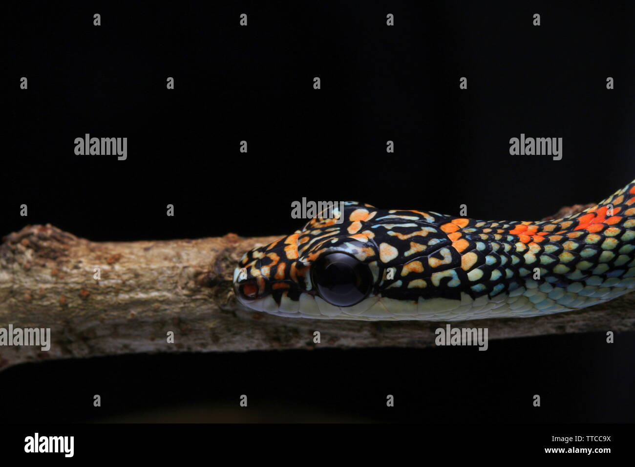 Beautiful Paradise Flying Snake Stock Photo - Alamy