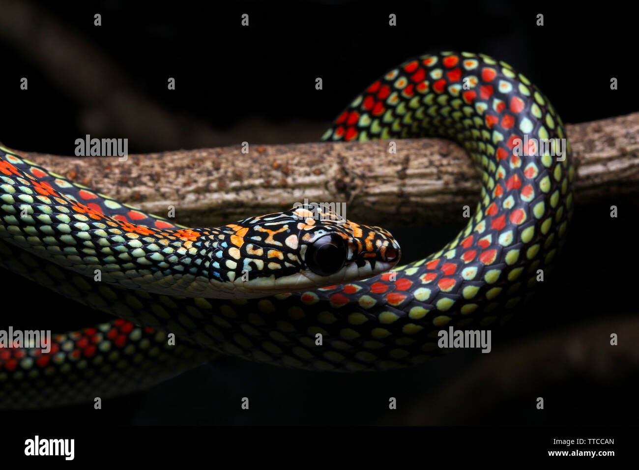 Paradise flying tree snake hi-res stock photography and images - Alamy