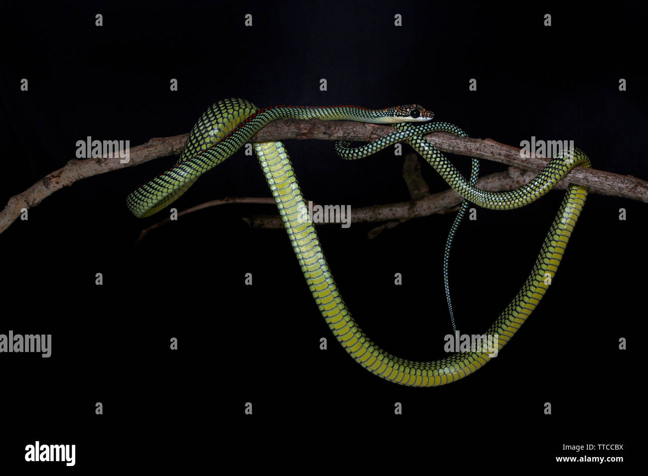 Beautiful Paradise Flying Snake Stock Photo - Alamy