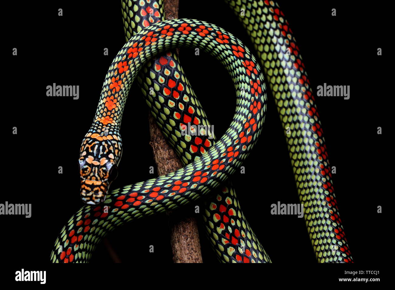 Beautiful Paradise Flying Snake Stock Photo - Alamy