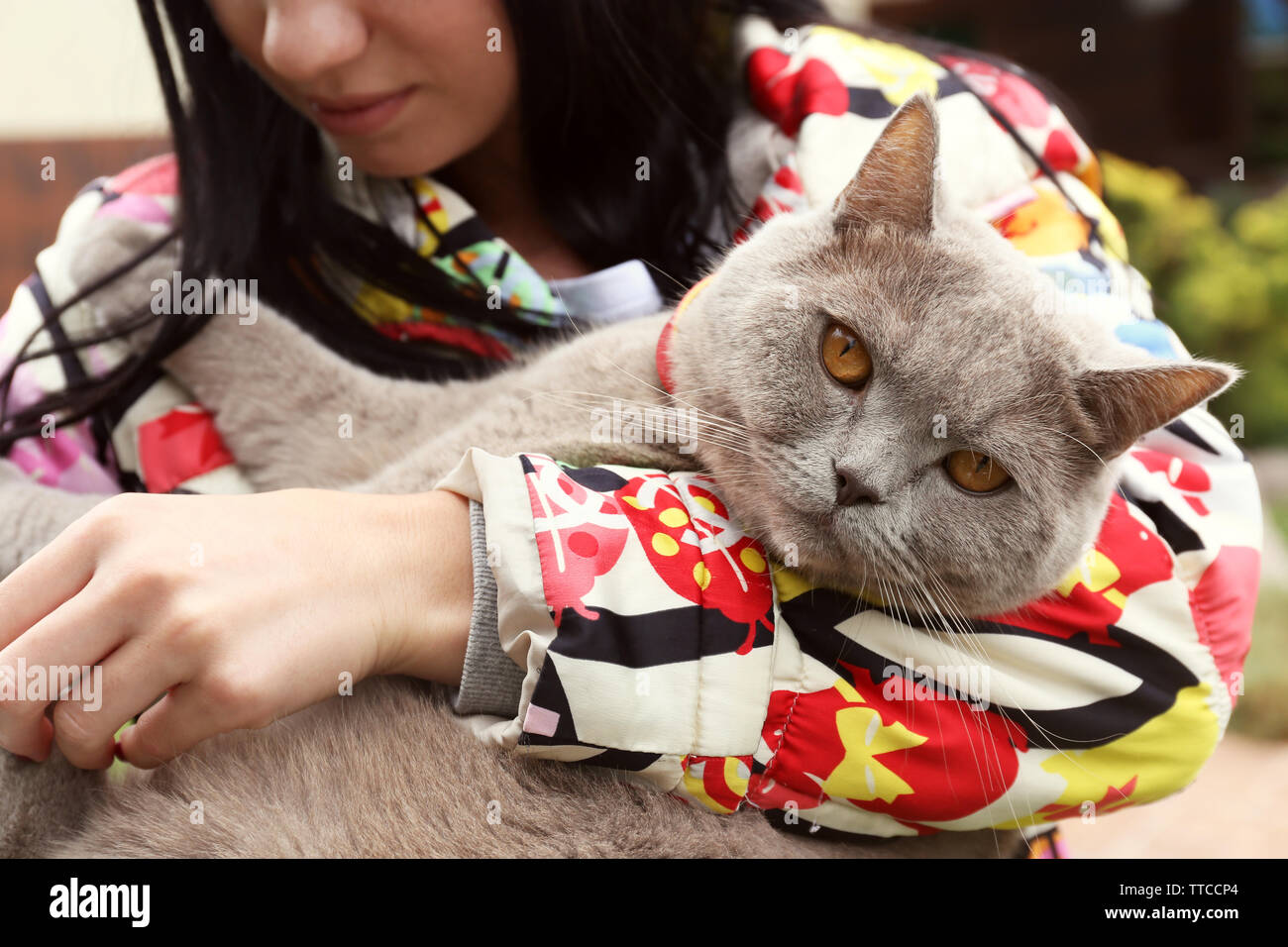 Woman holds in hands cute cat, close up Stock Photo - Alamy