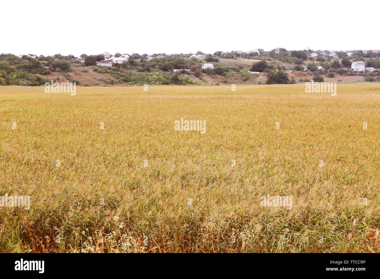 Beautiful field view Stock Photo - Alamy