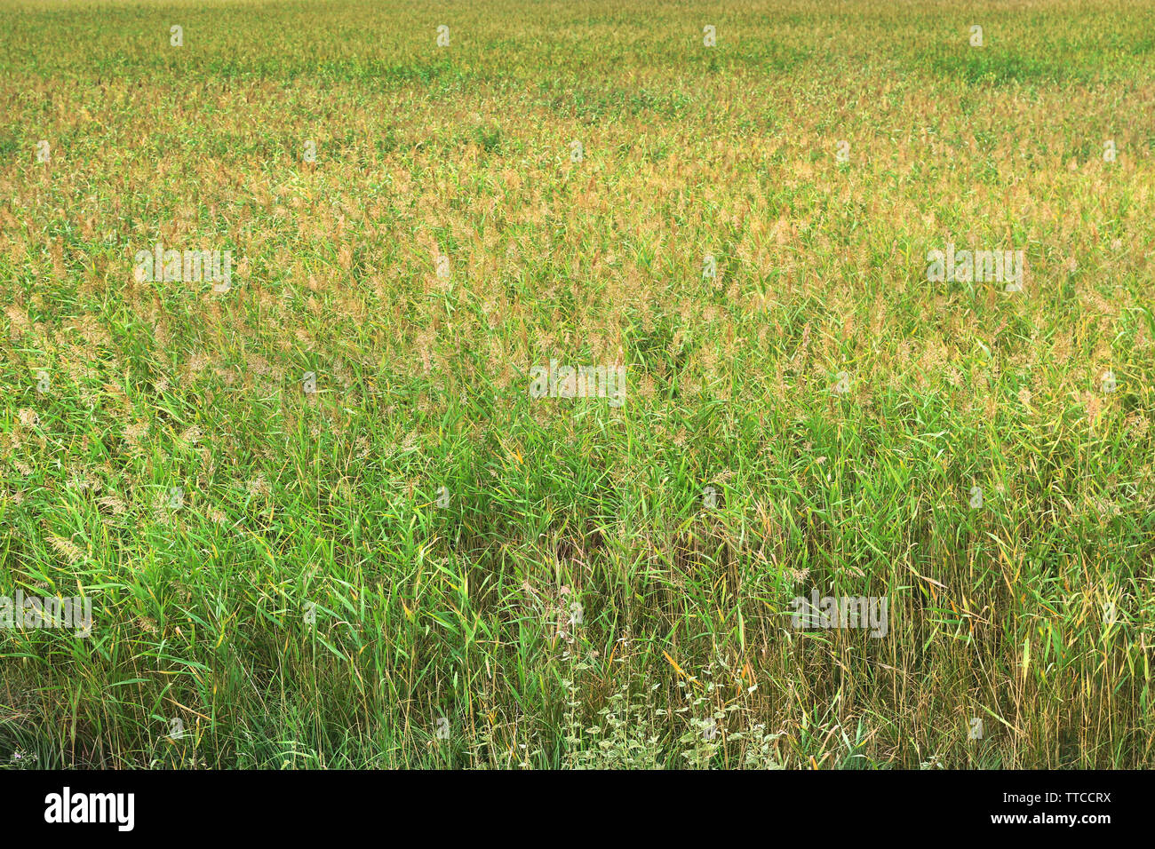 Beautiful field background Stock Photo - Alamy