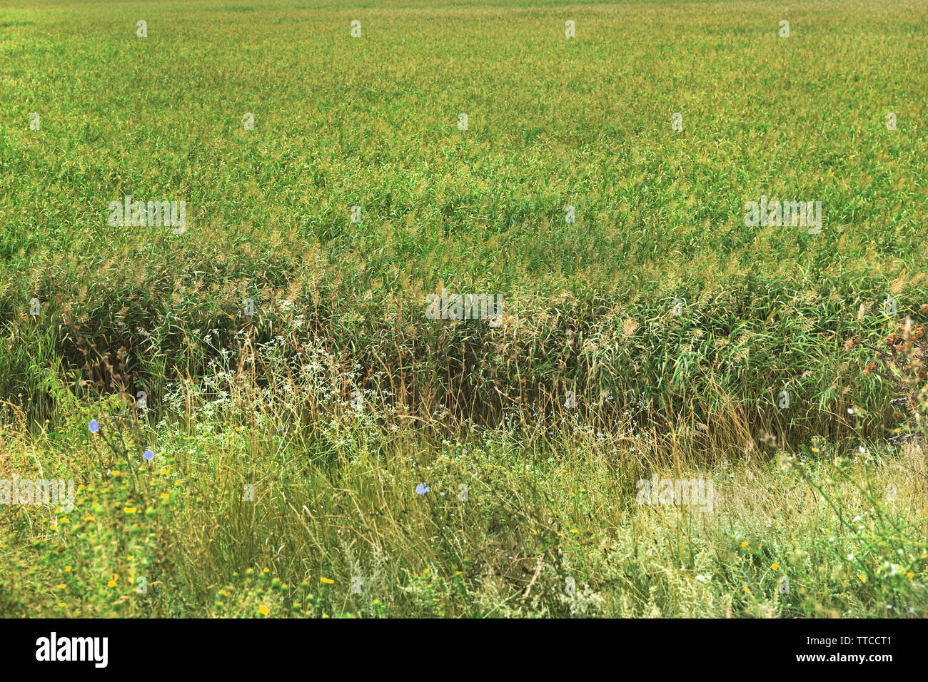 Beautiful field background Stock Photo - Alamy