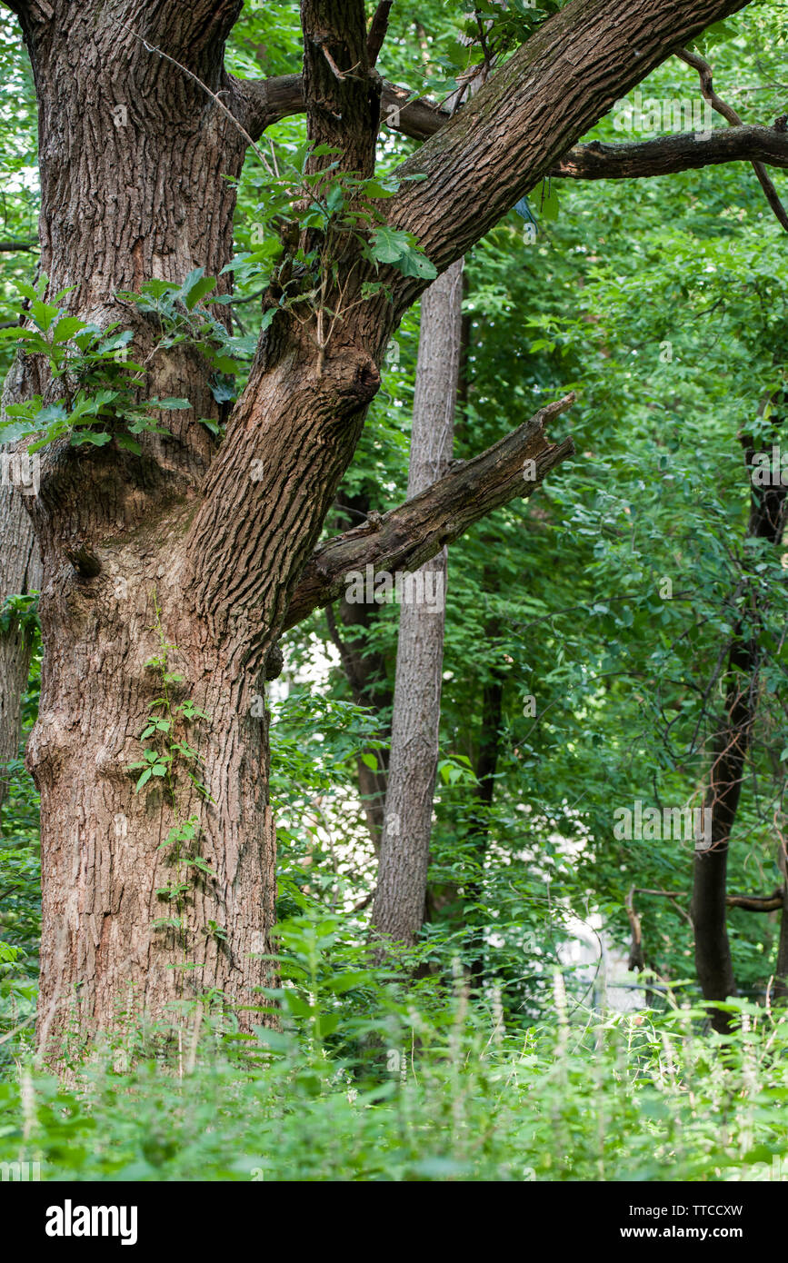 Northern red oak quercus rubra at spring hi-res stock photography and ...