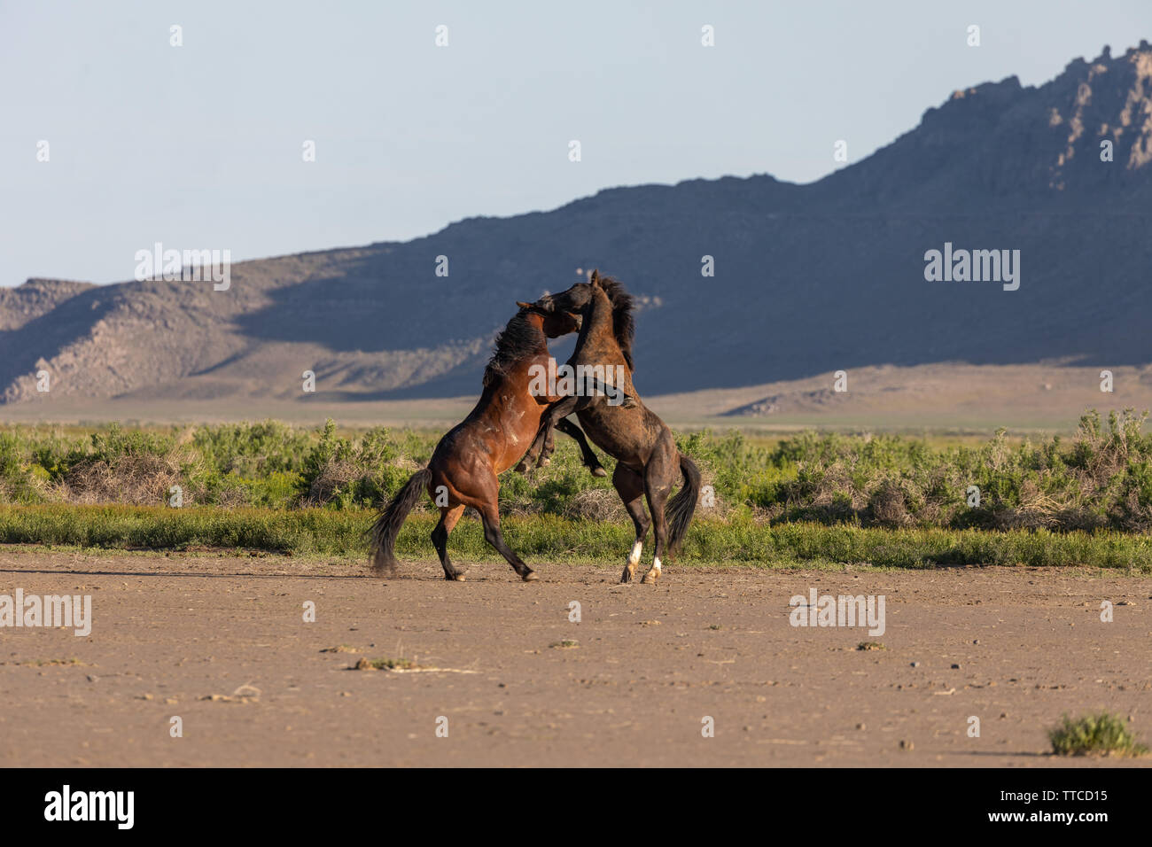 Wild Horse Stallions Fighting in the Utah Desert Stock Photo - Alamy