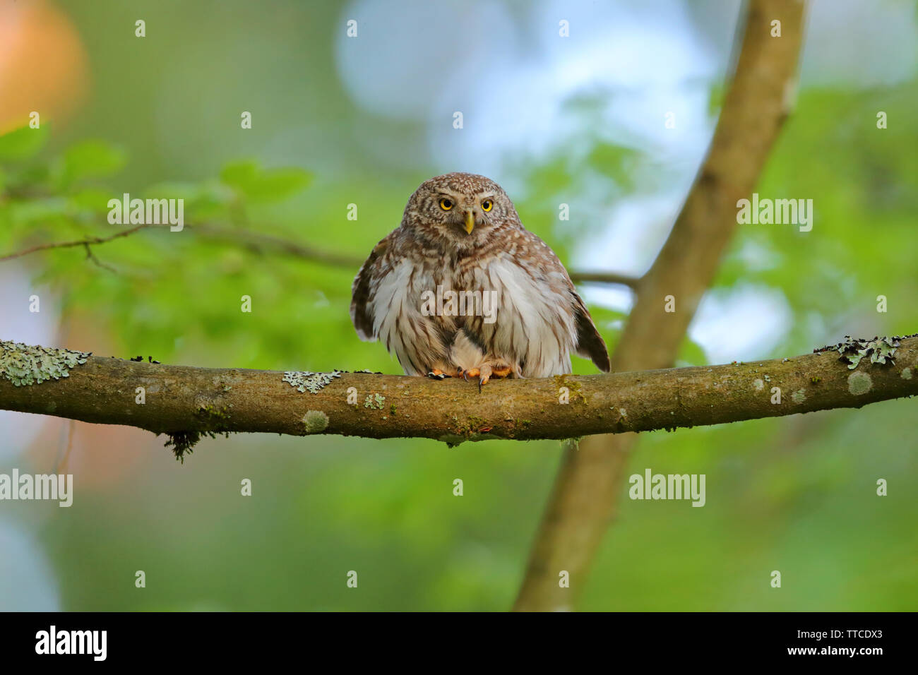An adult female Eurasian Pygmy Owl (Glaucidium passerinum) perched near ...