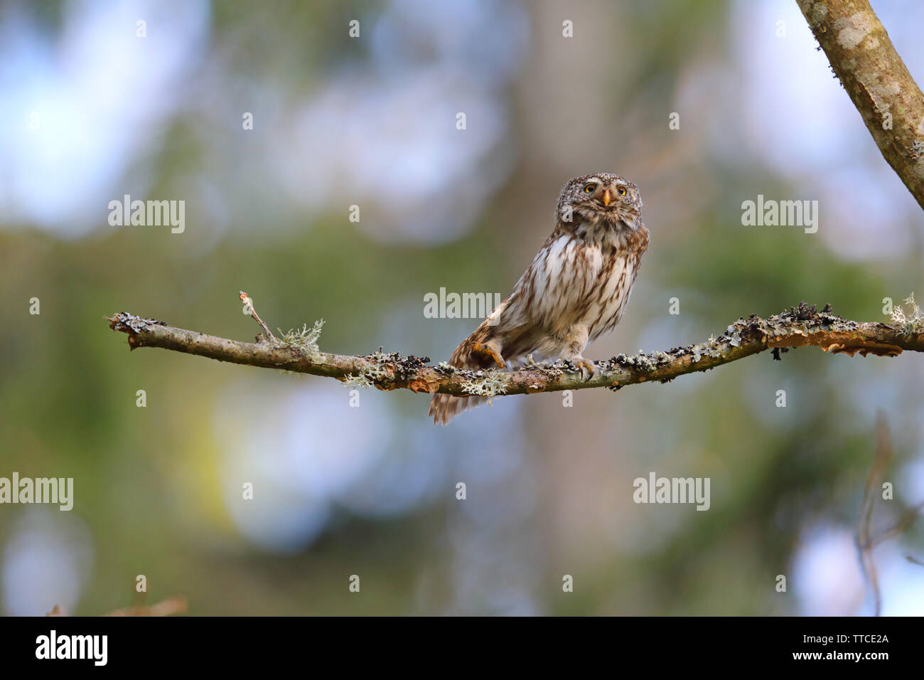 An adult male Eurasian Pygmy Owl (Glaucidium passerinum) perched near ...