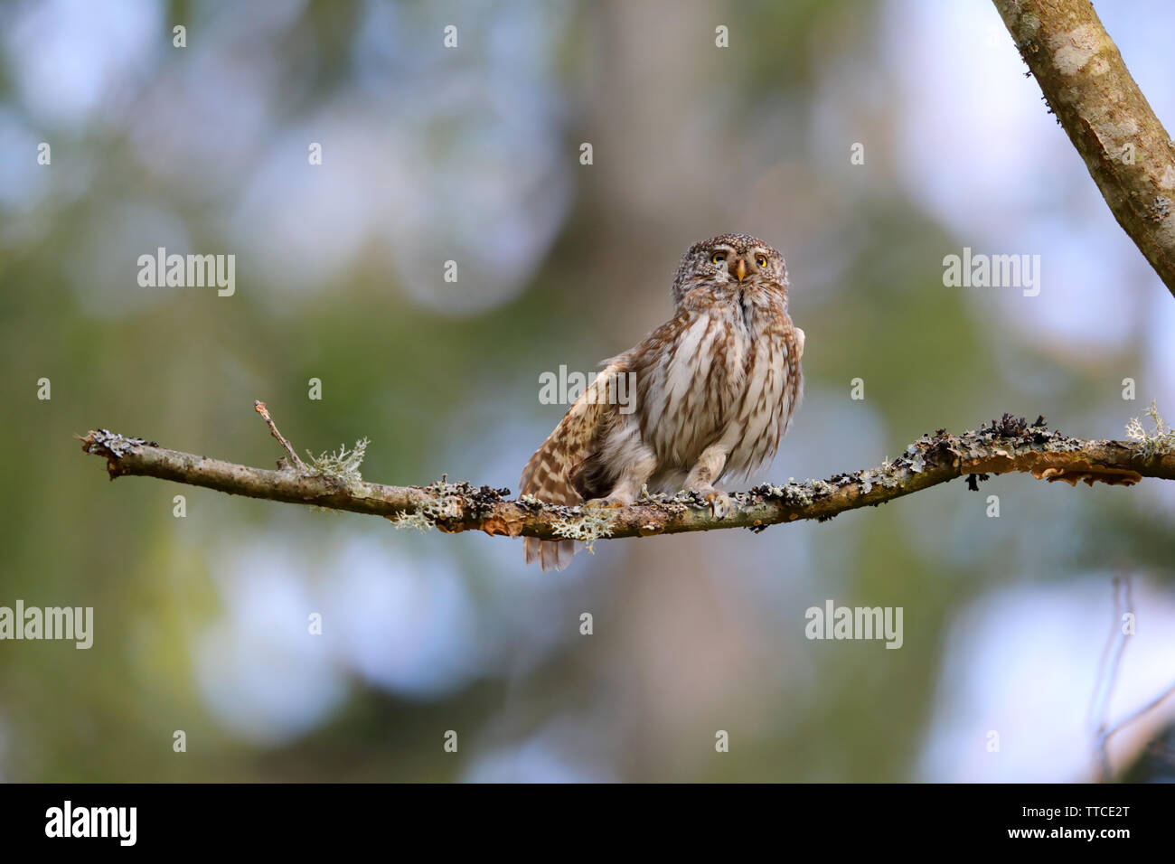 An adult male Eurasian Pygmy Owl (Glaucidium passerinum) perched near ...