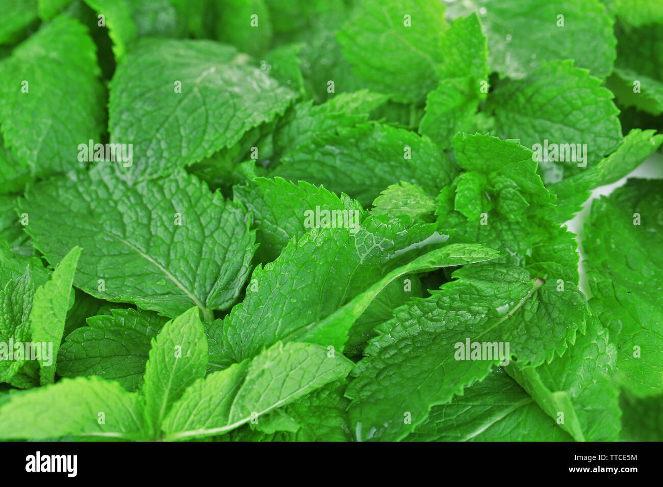Fresh mint background, macro Stock Photo - Alamy