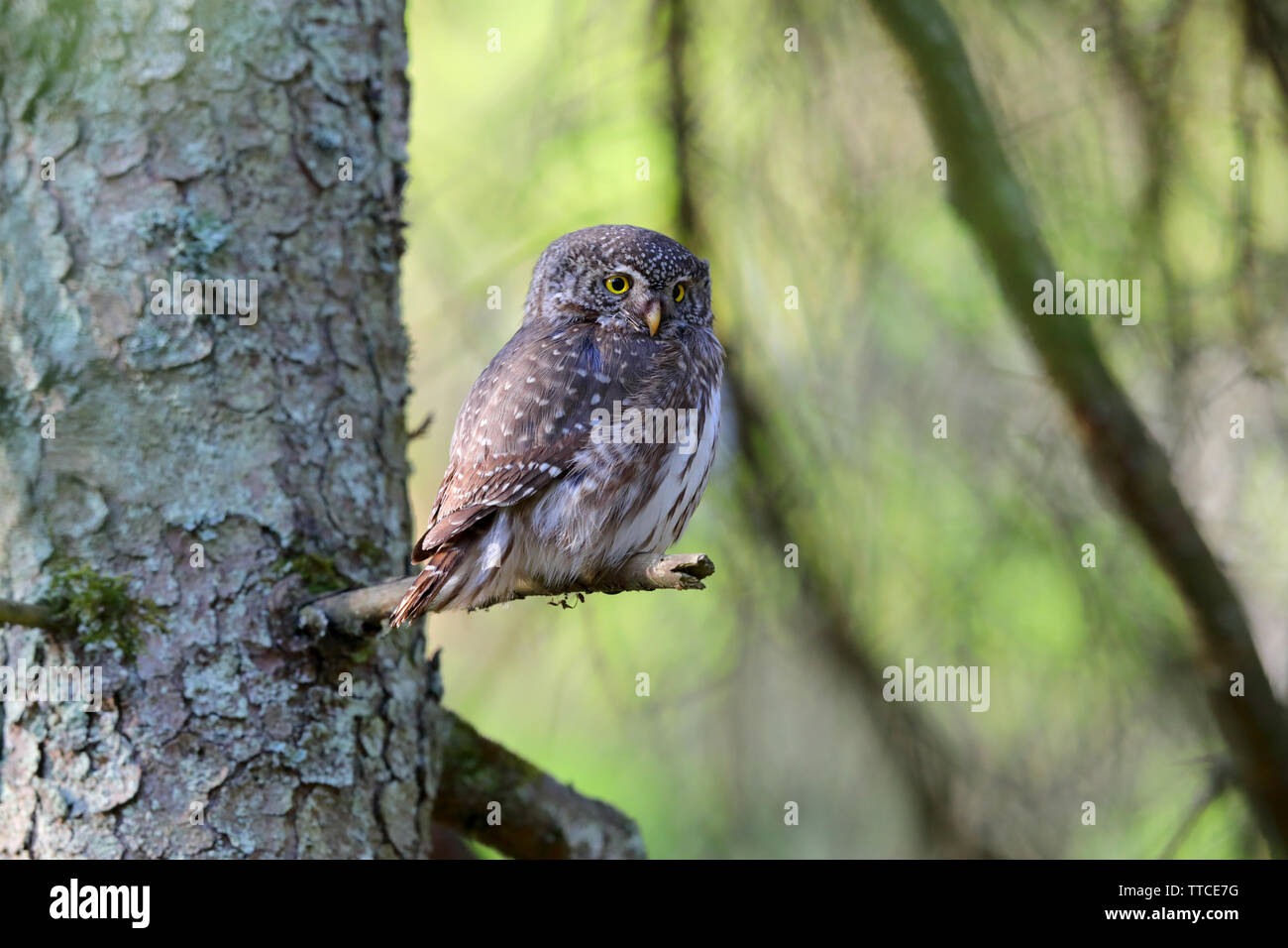 An adult male Eurasian Pygmy Owl (Glaucidium passerinum) perched near ...
