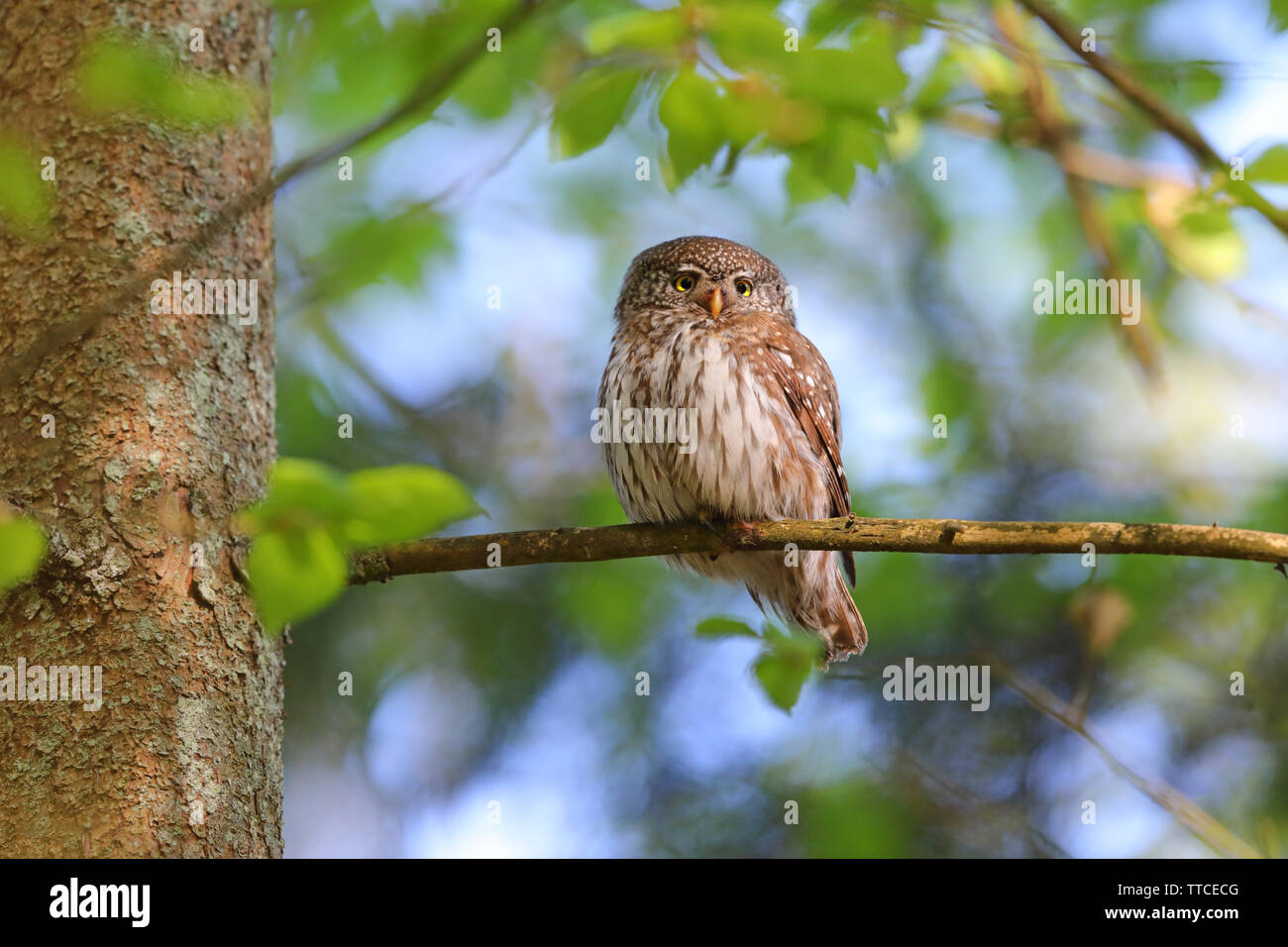 An adult male Eurasian Pygmy Owl (Glaucidium passerinum) perched near ...