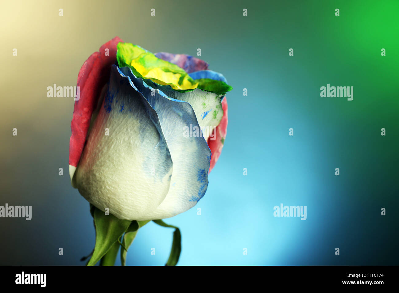 Beautiful painted rose on colourful background Stock Photo - Alamy