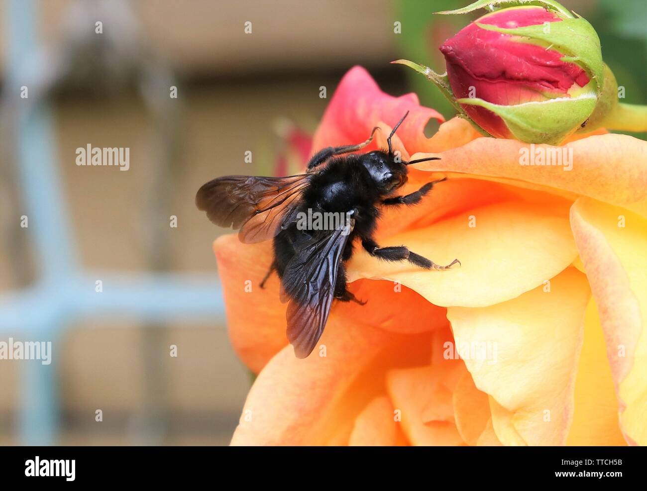 Bombus rupestris hi-res stock photography and images - Alamy