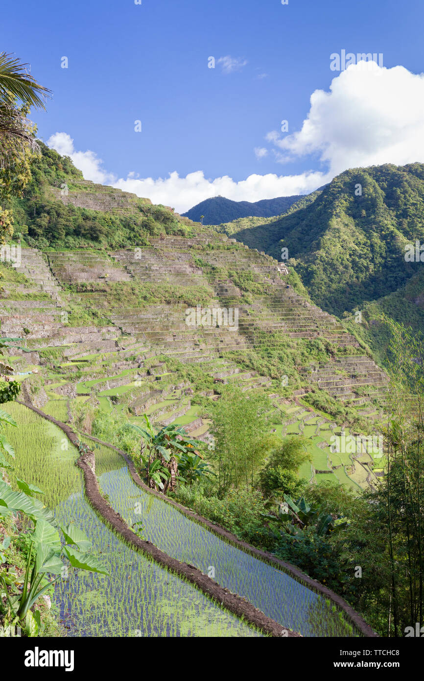Batad rice terraces, near Banaue, Philippines Stock Photo - Alamy