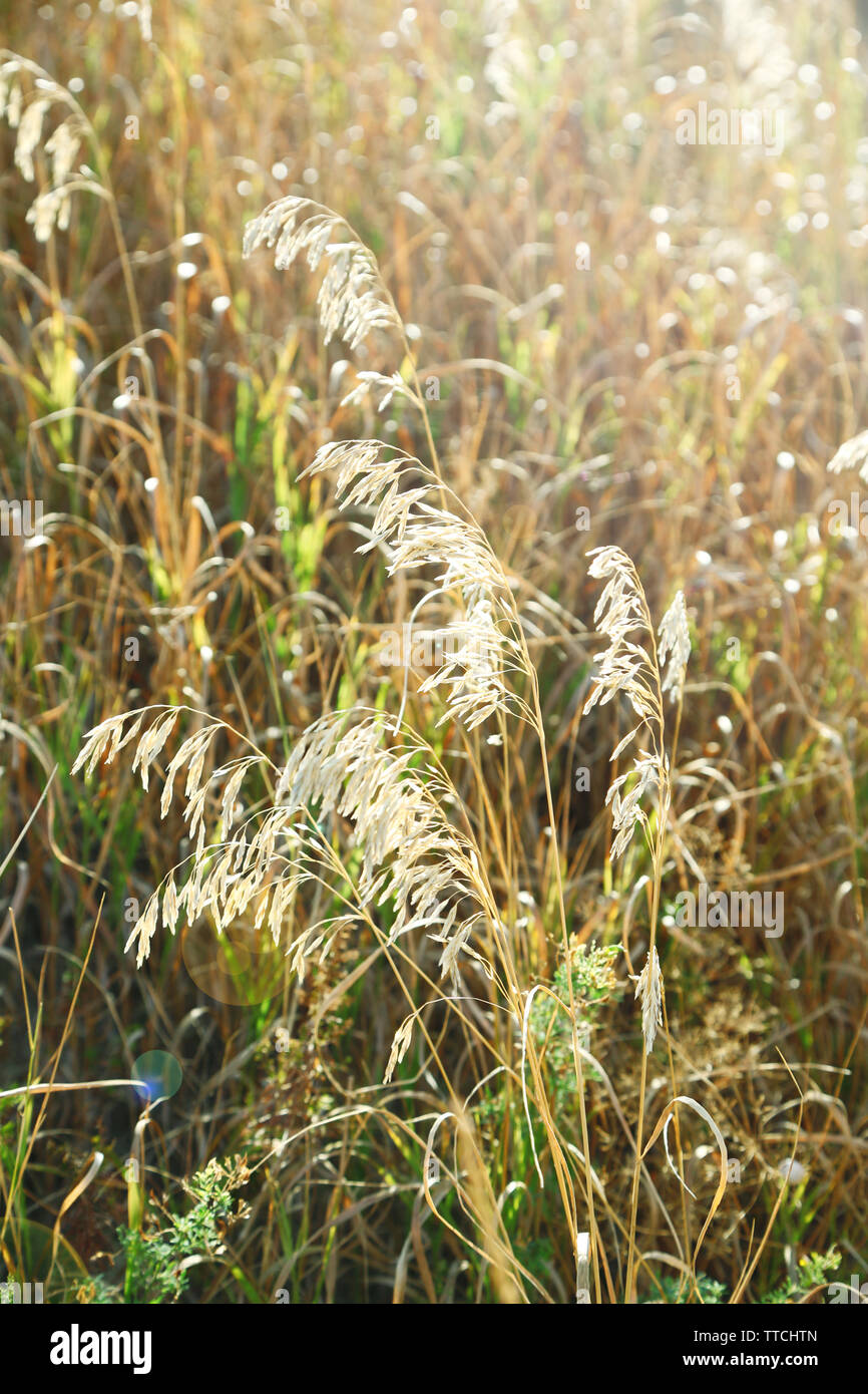 Dry grass background Stock Photo - Alamy