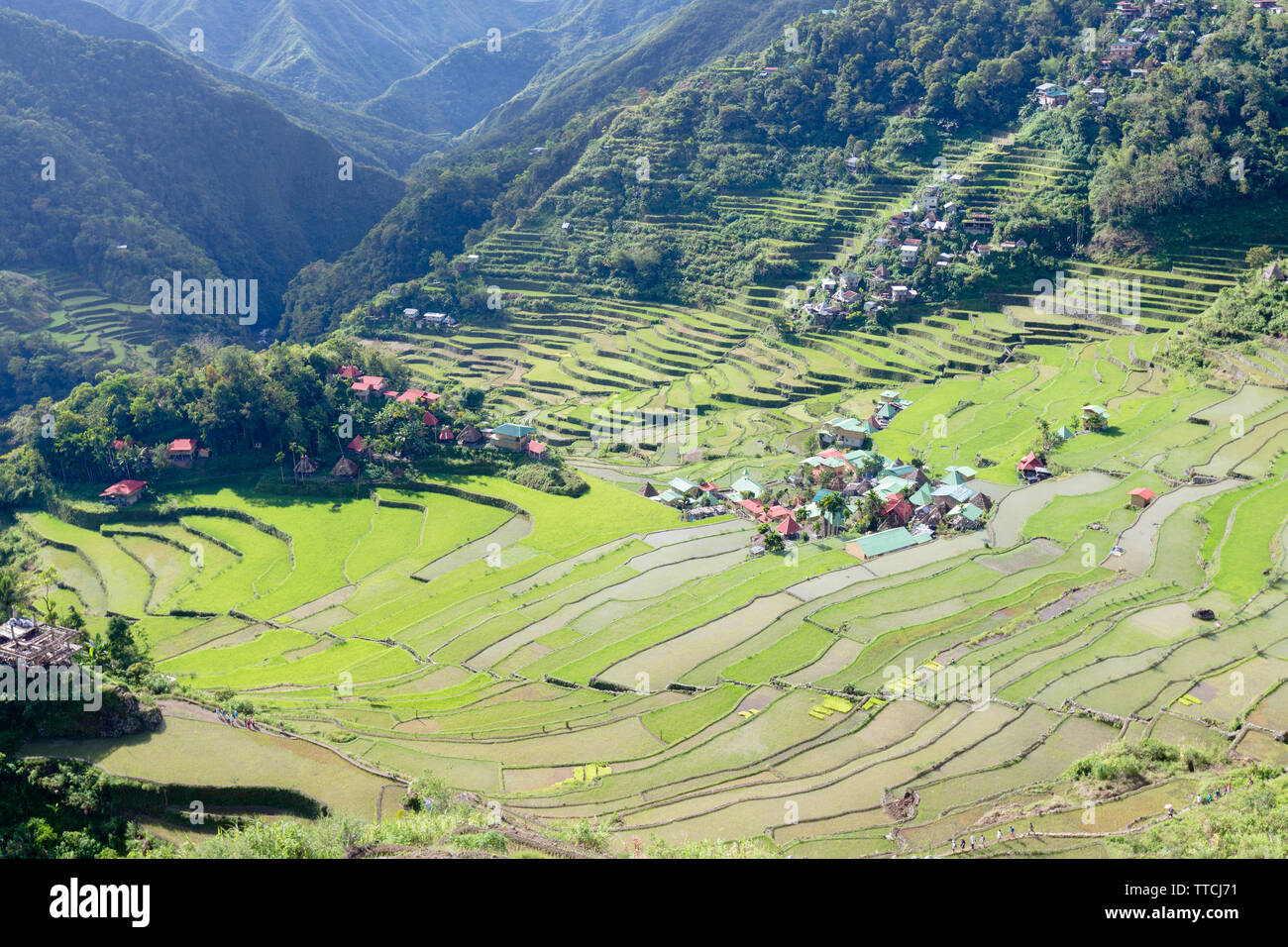 Philippines Rice Fields High Resolution Stock Photography and Images ...